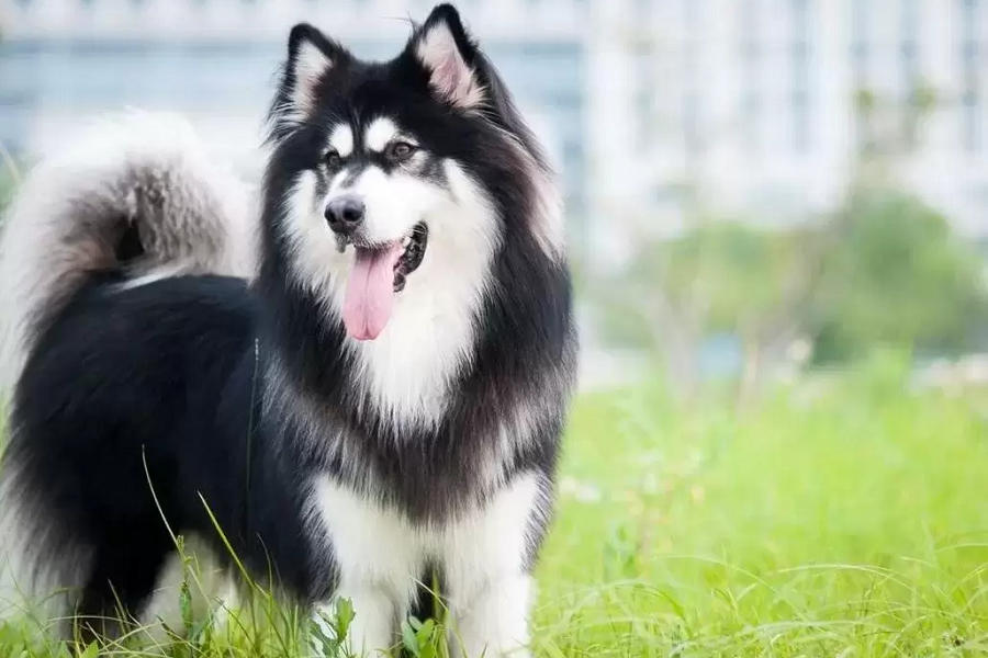 Are Polly Dogs Easy To Keep? Rare Dog That Looks Like A Mop - Mtedr.com