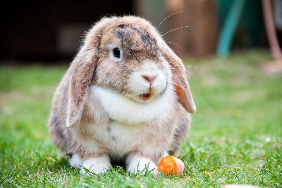 How To Train A Pet Rabbit To Return To The Rabbit Cage - Mtedr.com