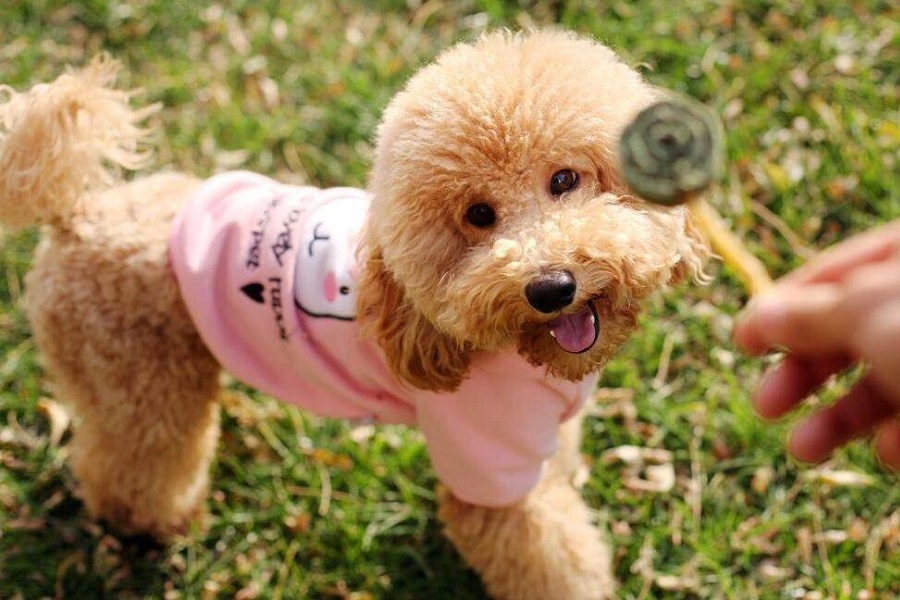 Why Are Teddy Dogs Getting Uglier? - Mtedr.com